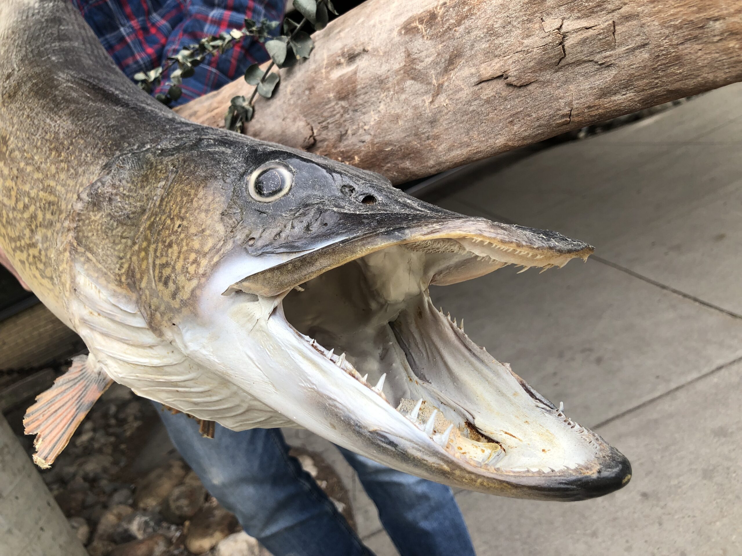 The Big Fish - George and Lorraine